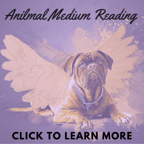 Animal Communication services by – Ani Animal Communicator