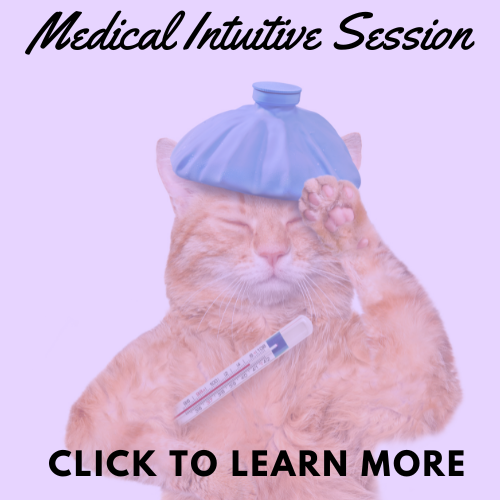 Animal Communication services by – Ani Animal Communicator